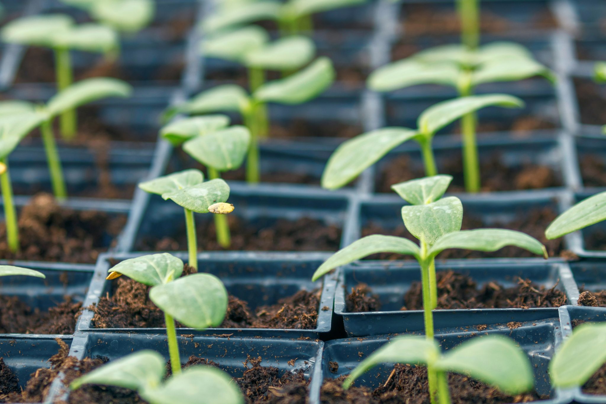 Starting Your Own Seeds - Countryside